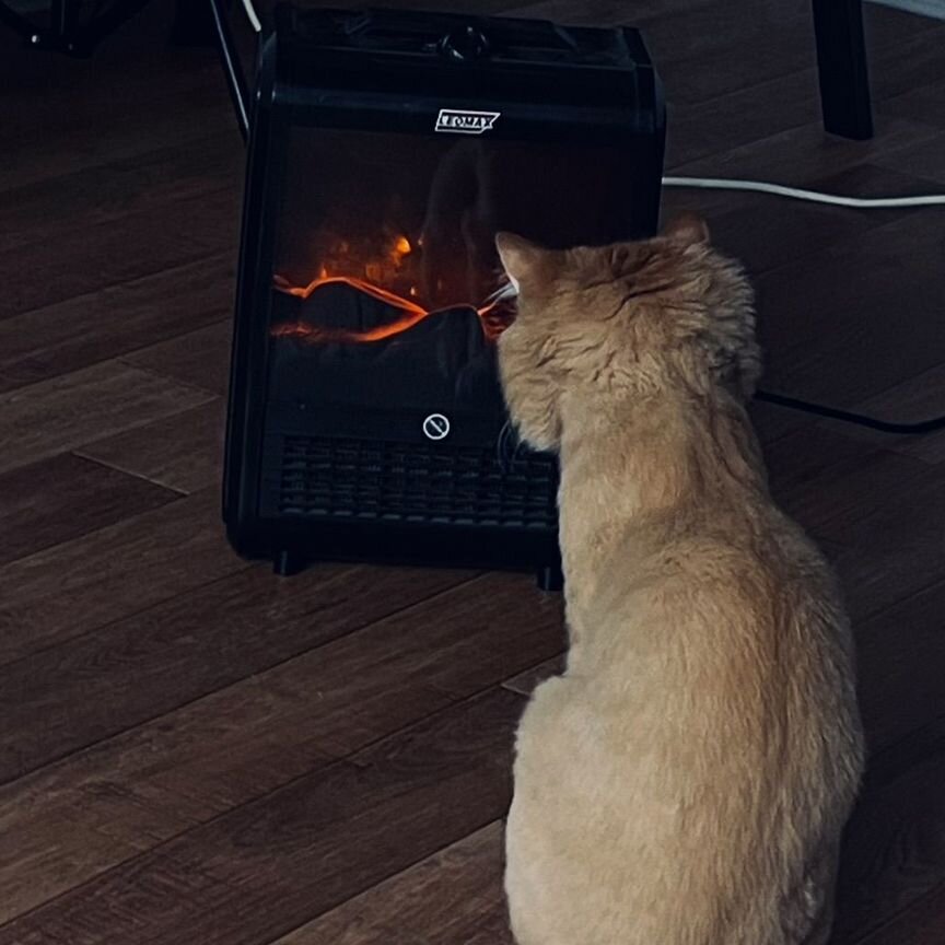 Отдам котика в добрые руки