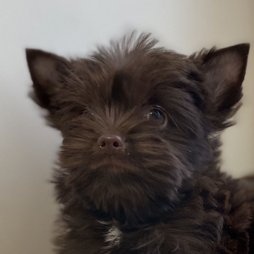 Шоколадный йорк мальчик