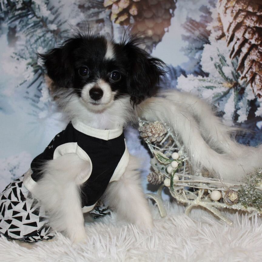 Девочка фалена