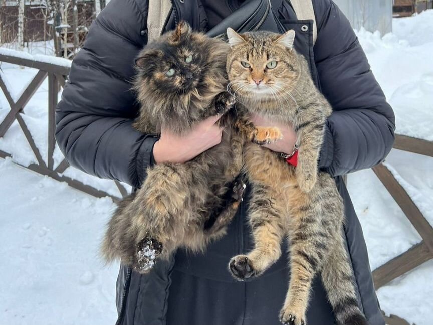 Кот и кошечка около 1,5 лет ищет свою семью