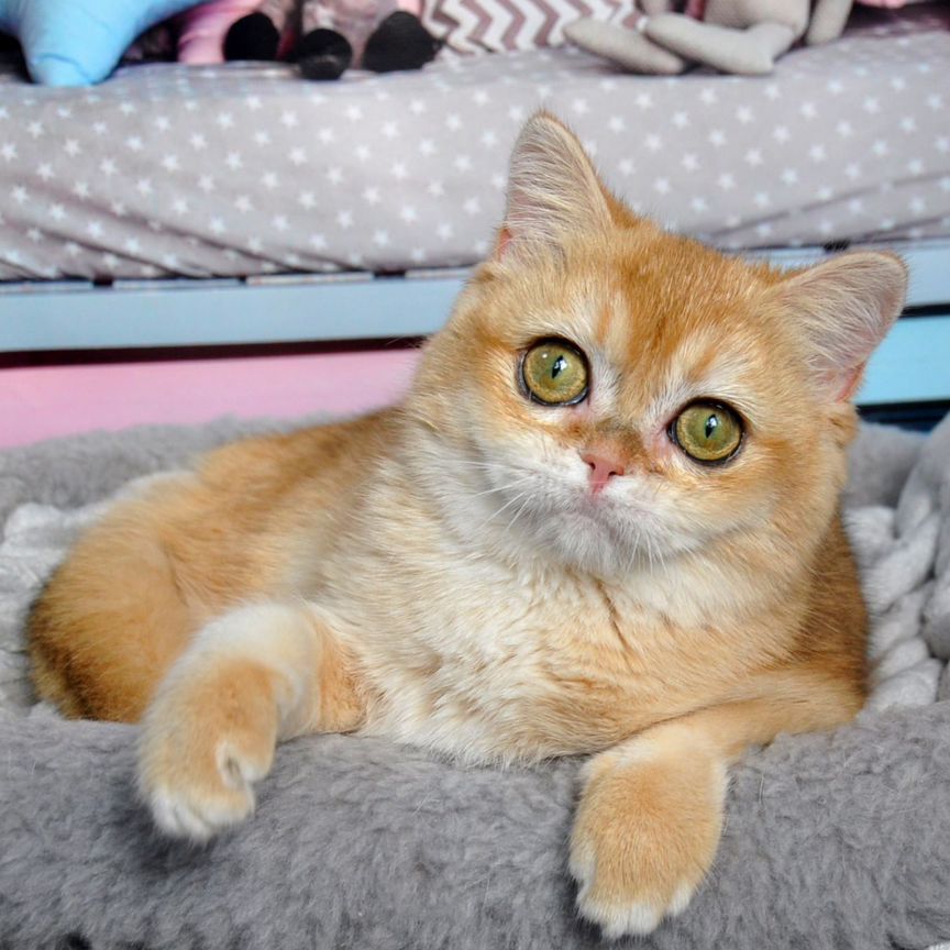 Шотландский прямоухий короткошёрстный котёнок