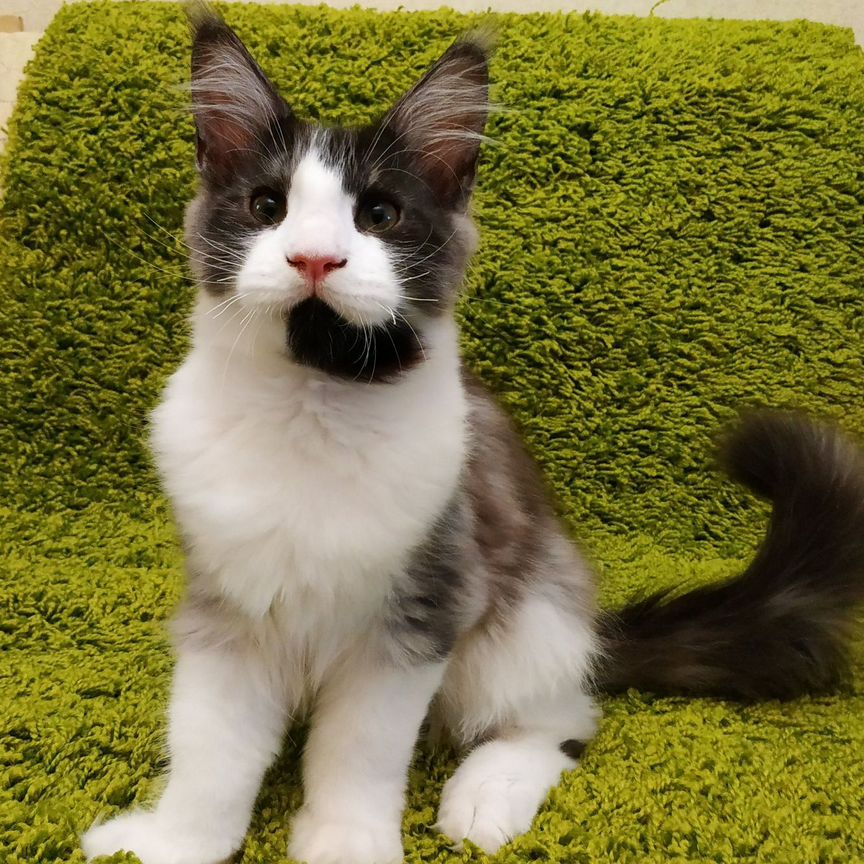 Мейн кун Бакстер