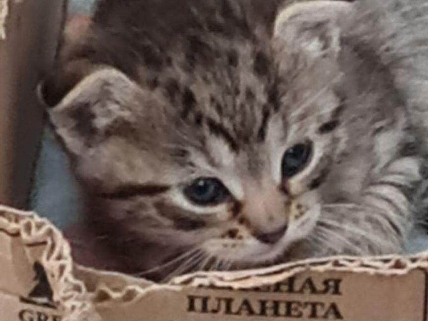 Котёнок вислоухий мальчик