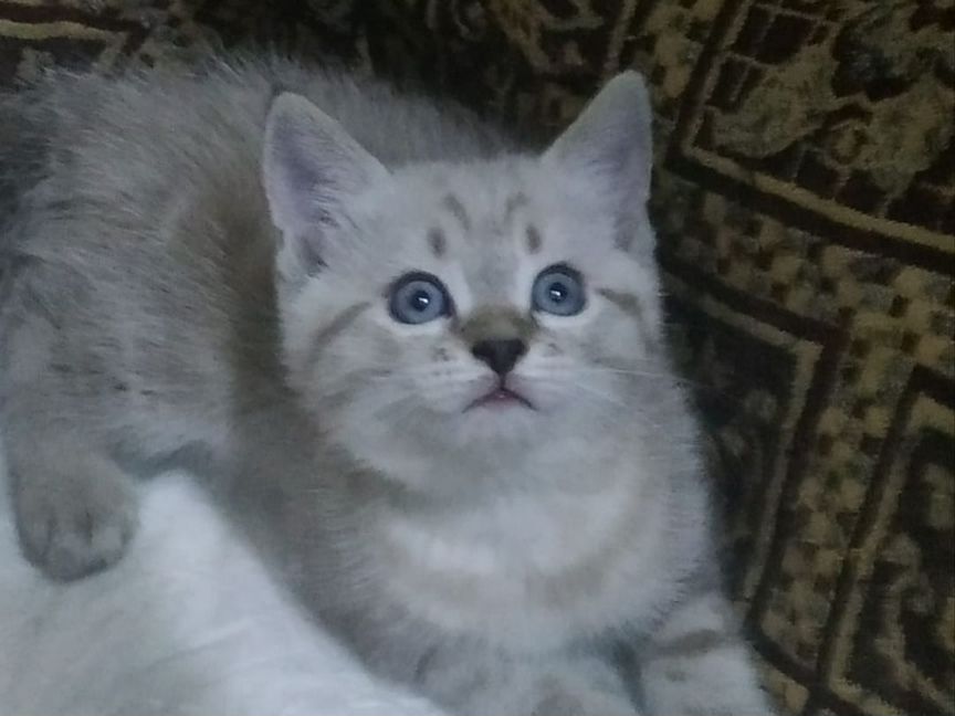 Котенок мальчик 1.5месяца.все ест