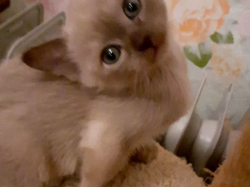 Бурманские котята