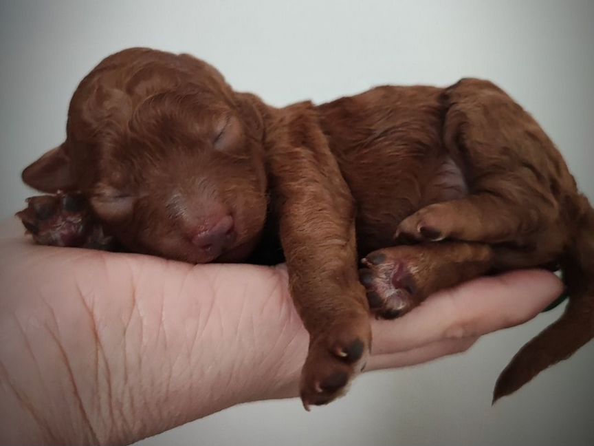 Миниатюрный пудель