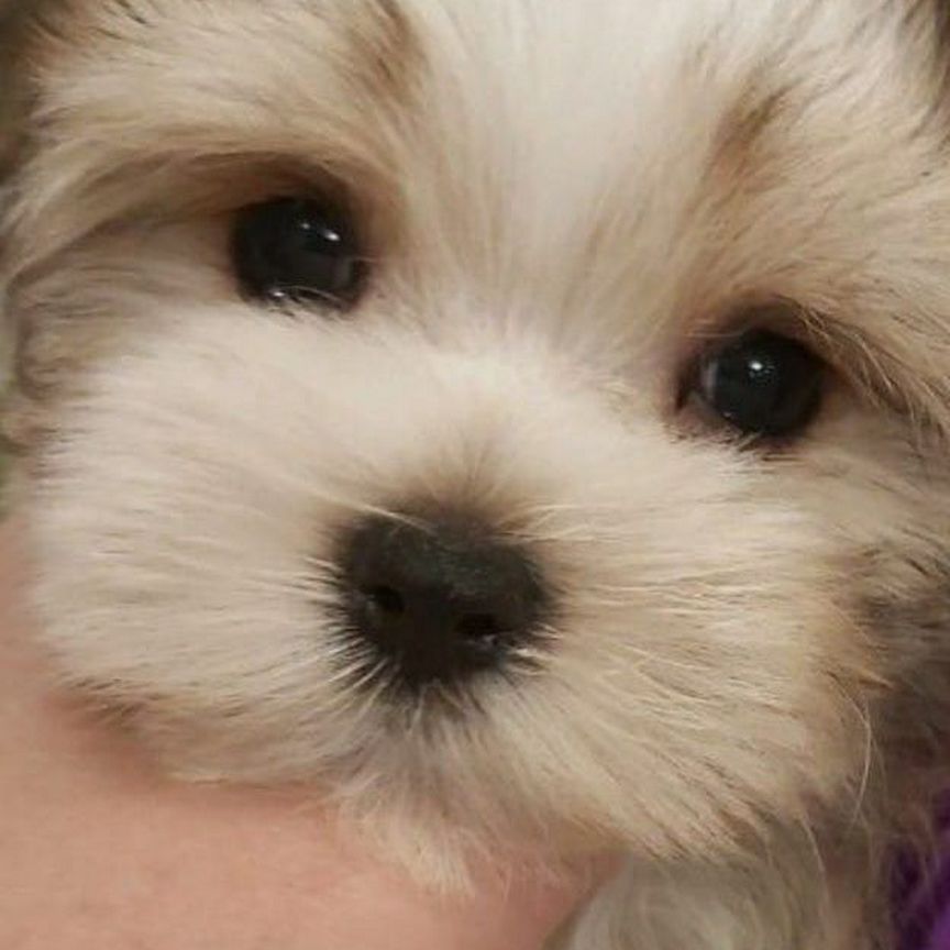 Мальтипу мини и стандарт