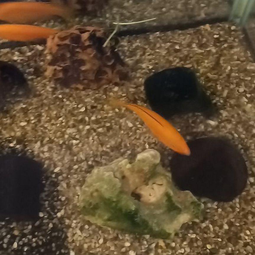 Лабидохромис еллоу