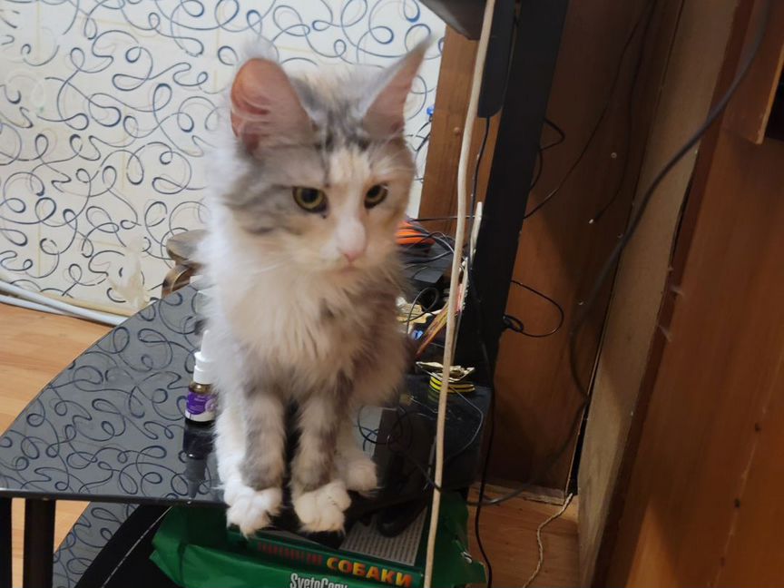 Кошка мейнкун