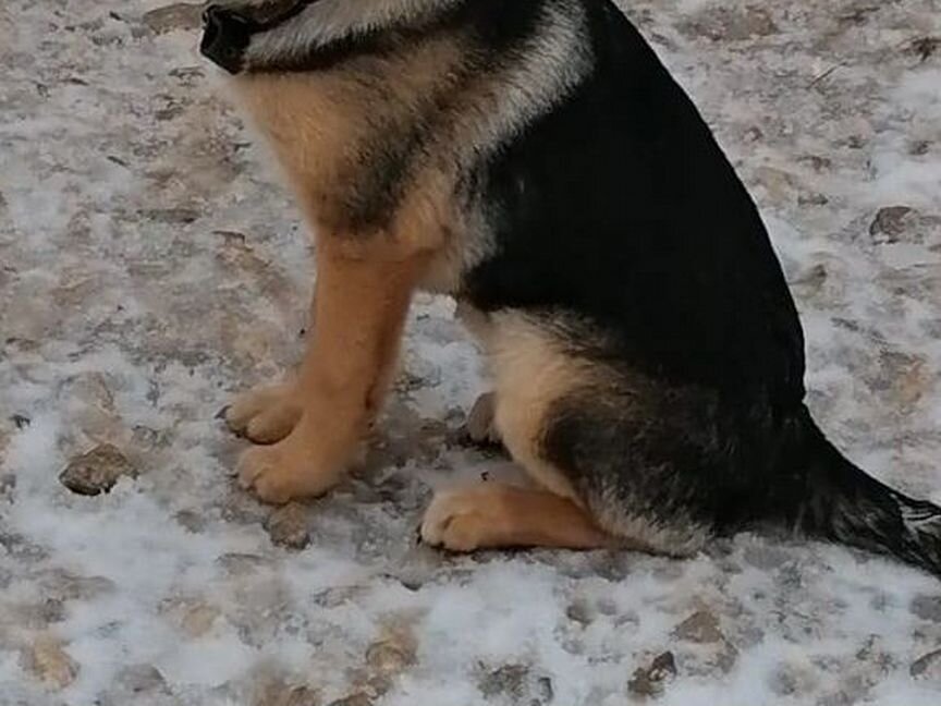 Щенок ищет хозяина