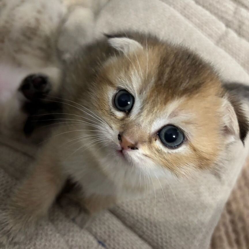 Британский котёнок