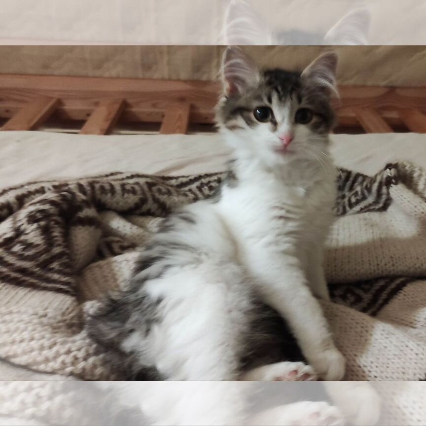 Котёнок Плюша