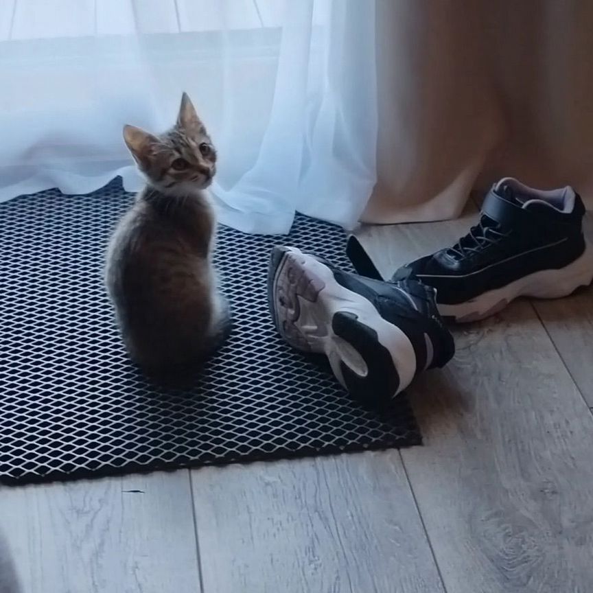 Эльф котёнок