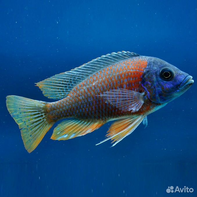 Каданго (арт 3041)