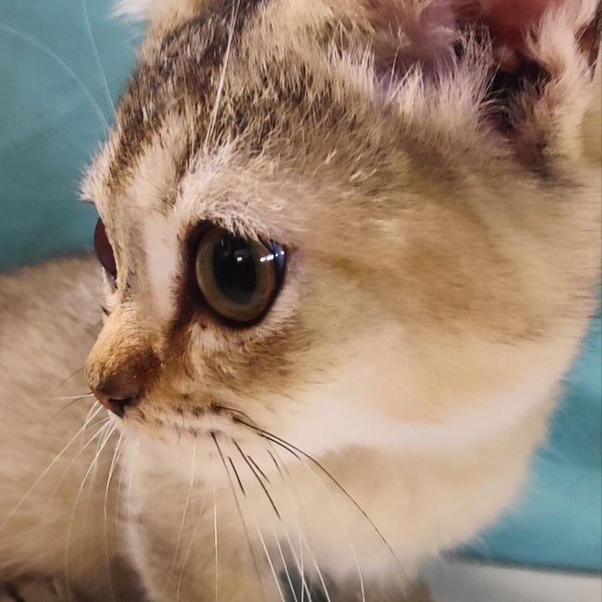 Котик Манчкин стандарт скотиш килт