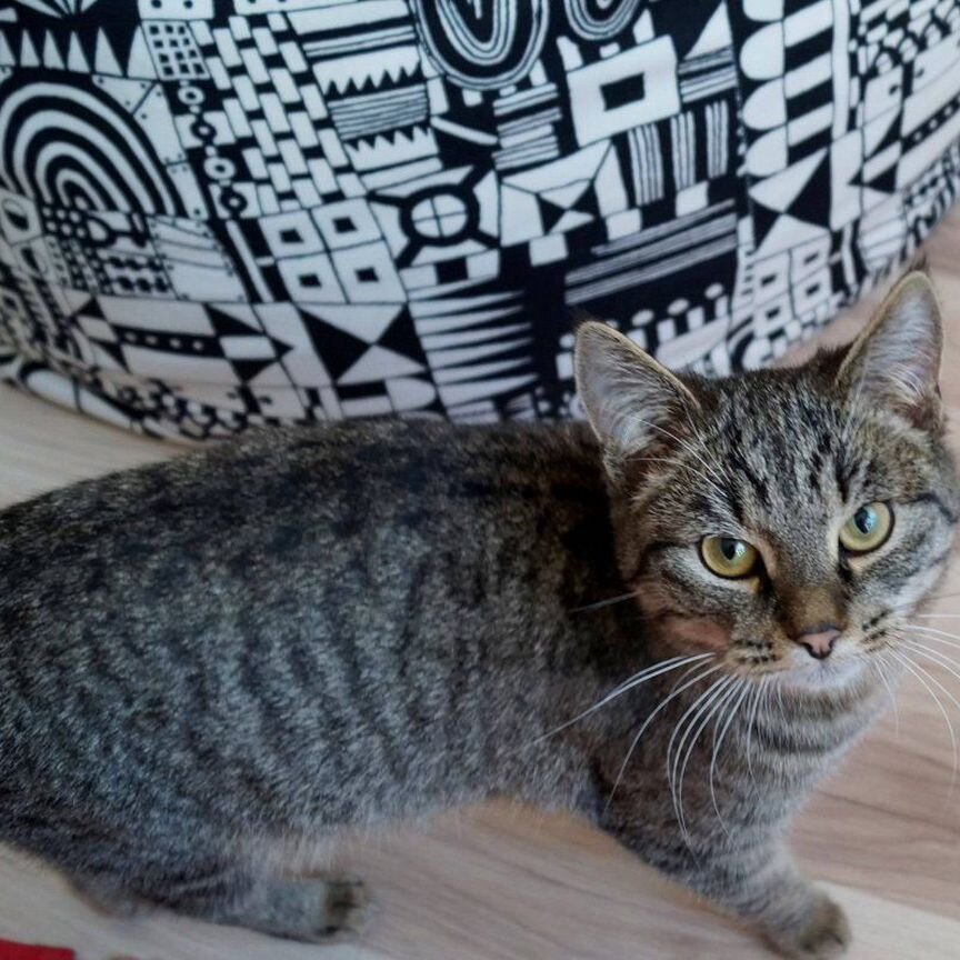 Молоденькая девочка Мурка 8 месяцев в добрые руки