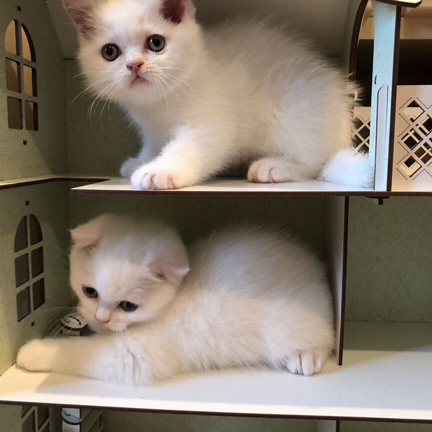 Шотландские котята