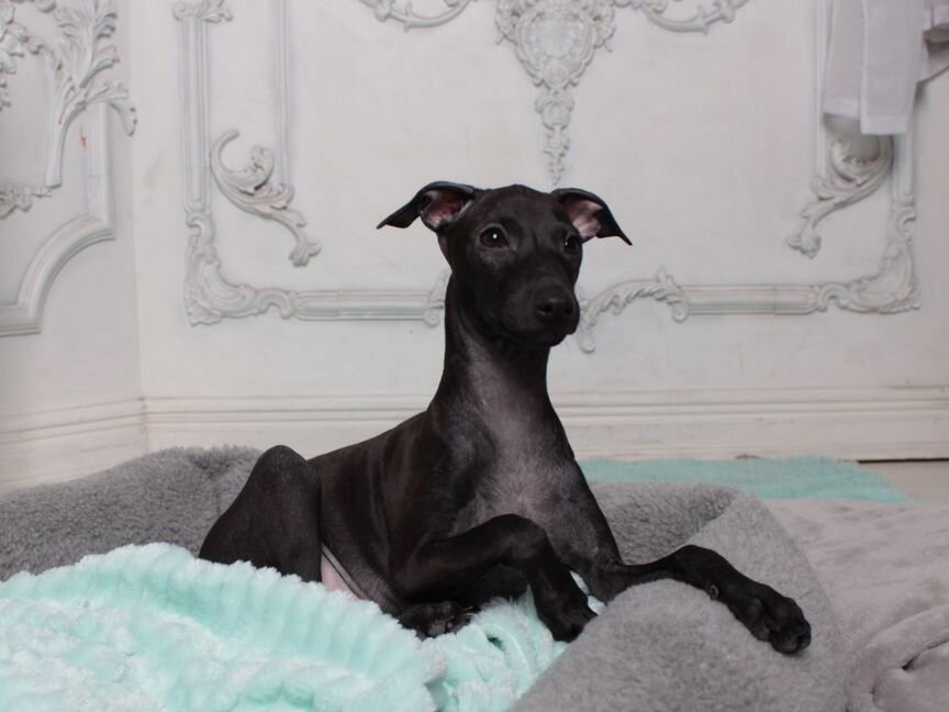Высокопородный мальчик левретка