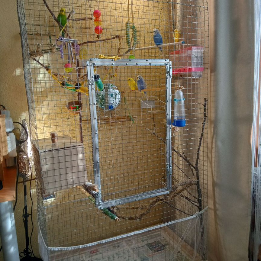 Волнистые попугаи