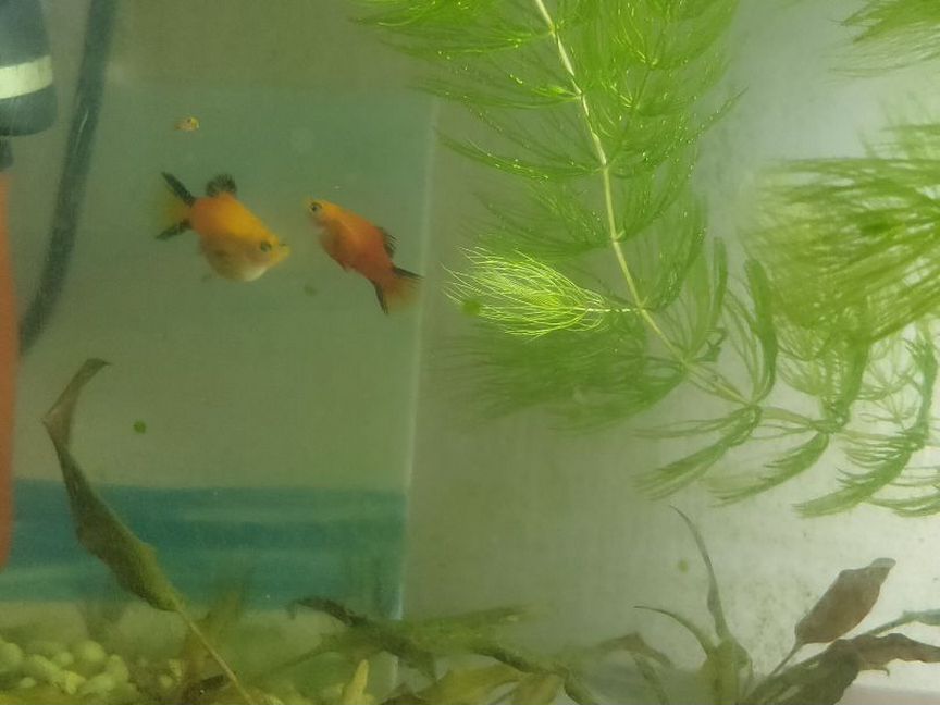 Пецилии мальки