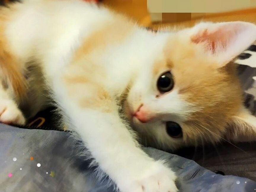Котята