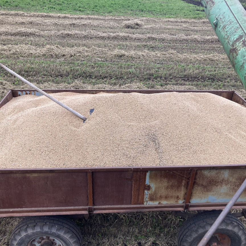 Пшеница,ячмень