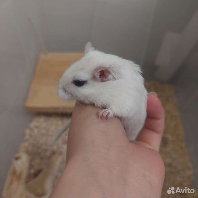 Монгольская песчанка