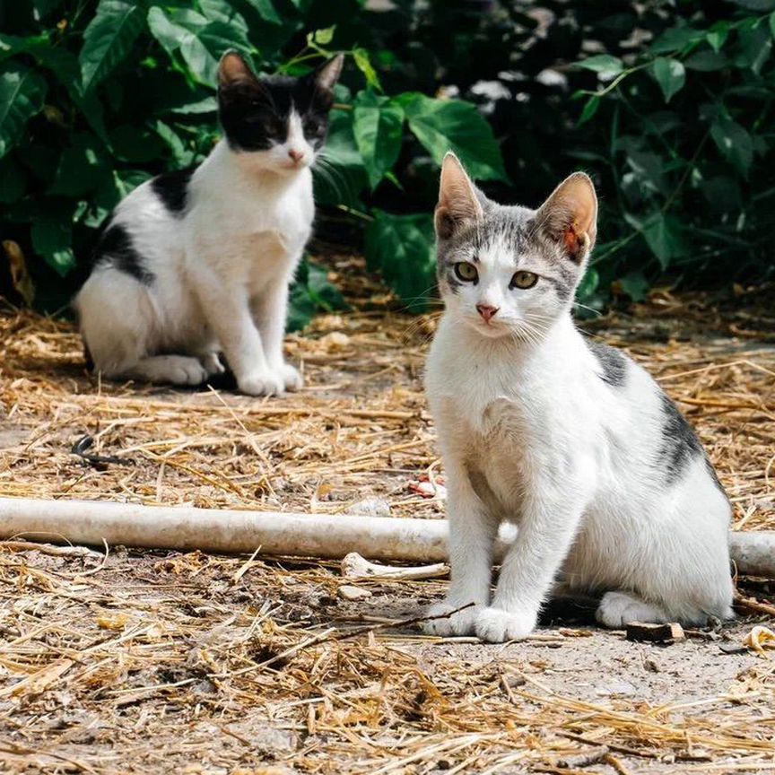 Котята погибают