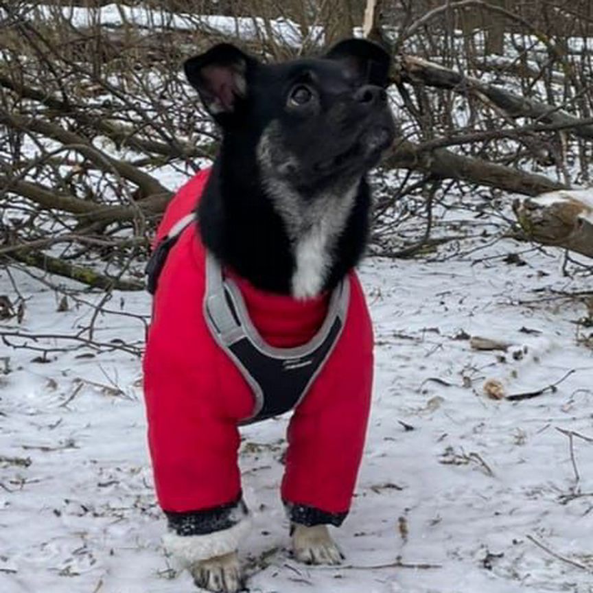 Собачка в добрые руки