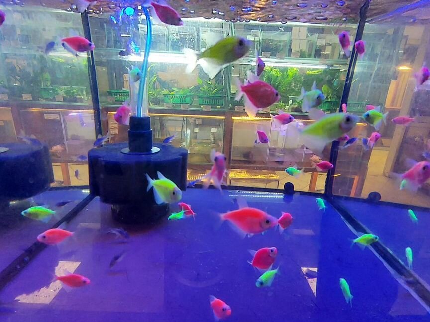 Тернеция салатовая аквариумные рыбки и растения