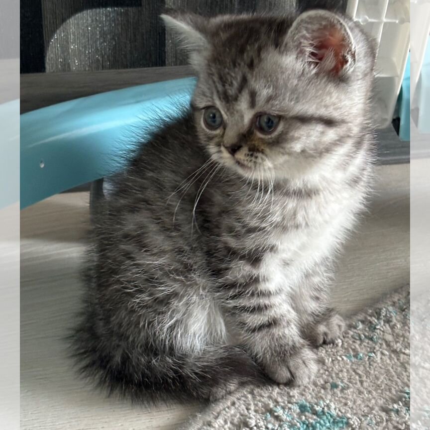Шотландский вислоухий короткошёрстный котёнок