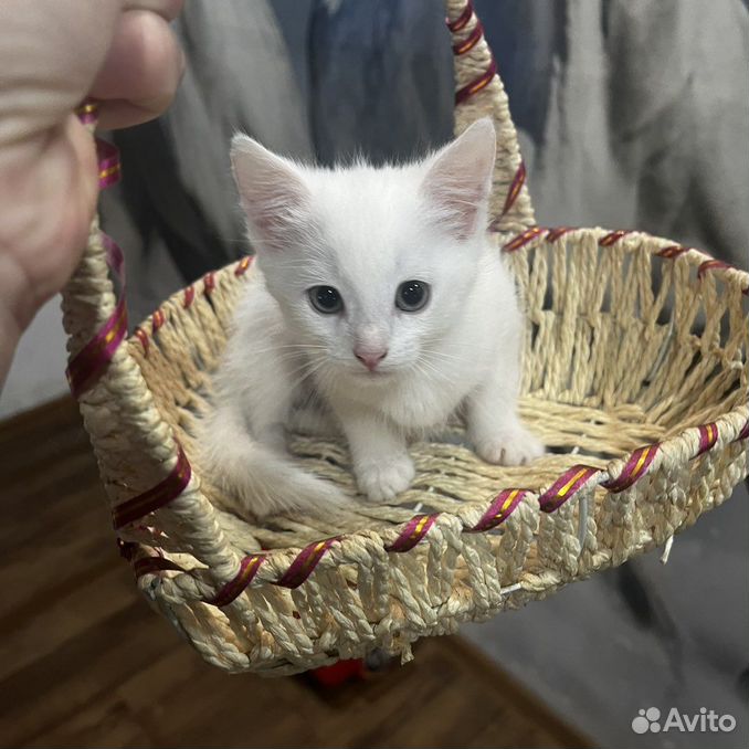 Котенкок в добрые руки
