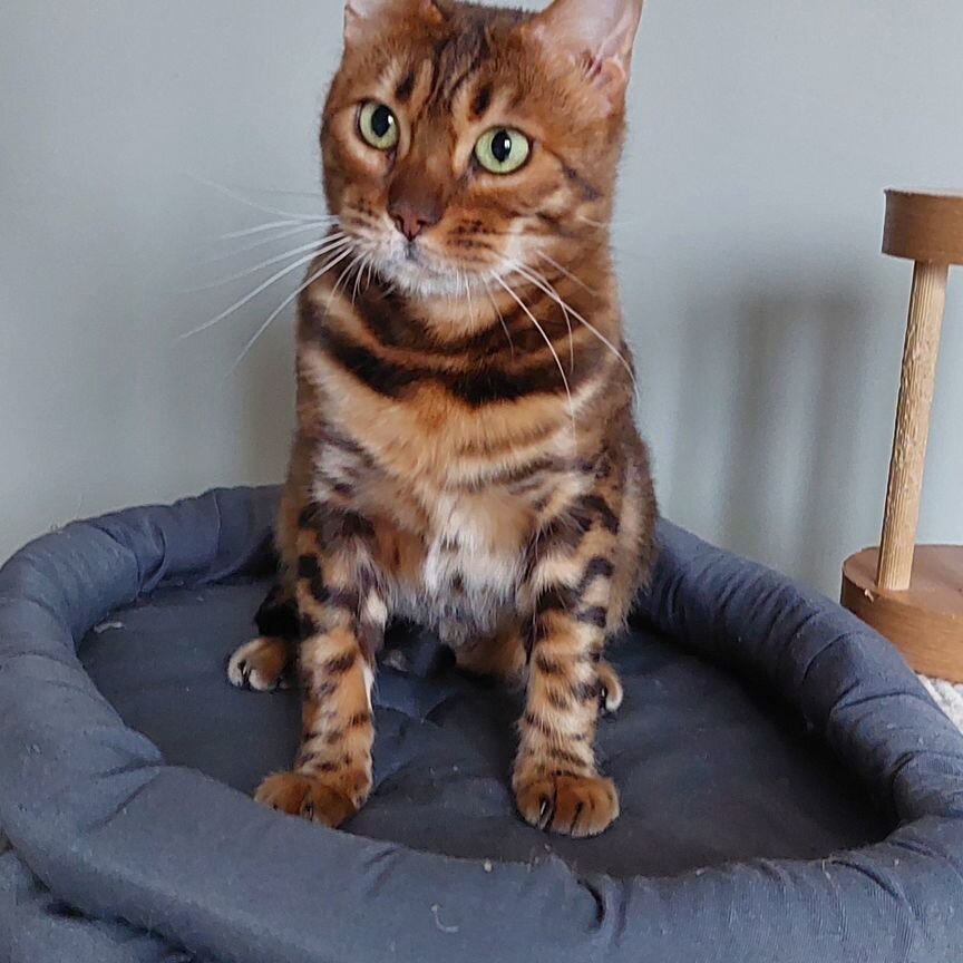 Бенгальская кошечка