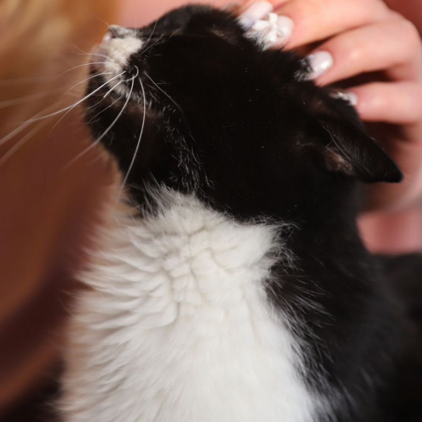 Взрослая, кошка в добрые руки