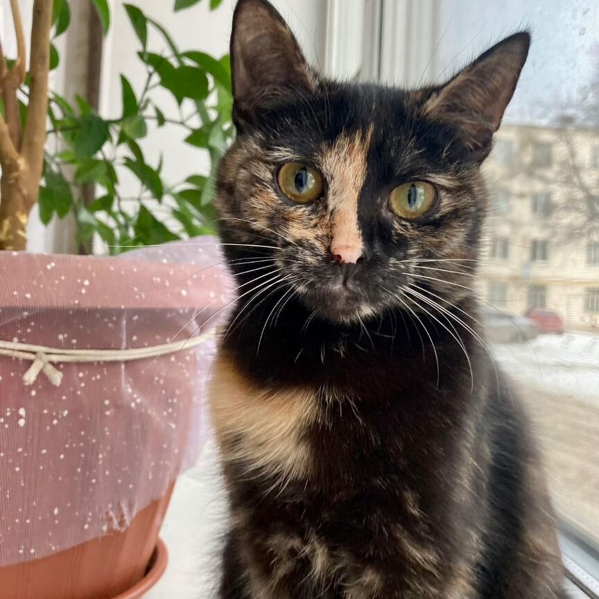 Удивительного окраса малышка 5 месяцев