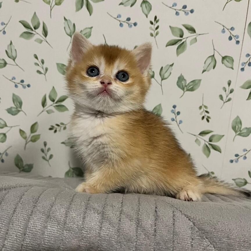 Британские котятки