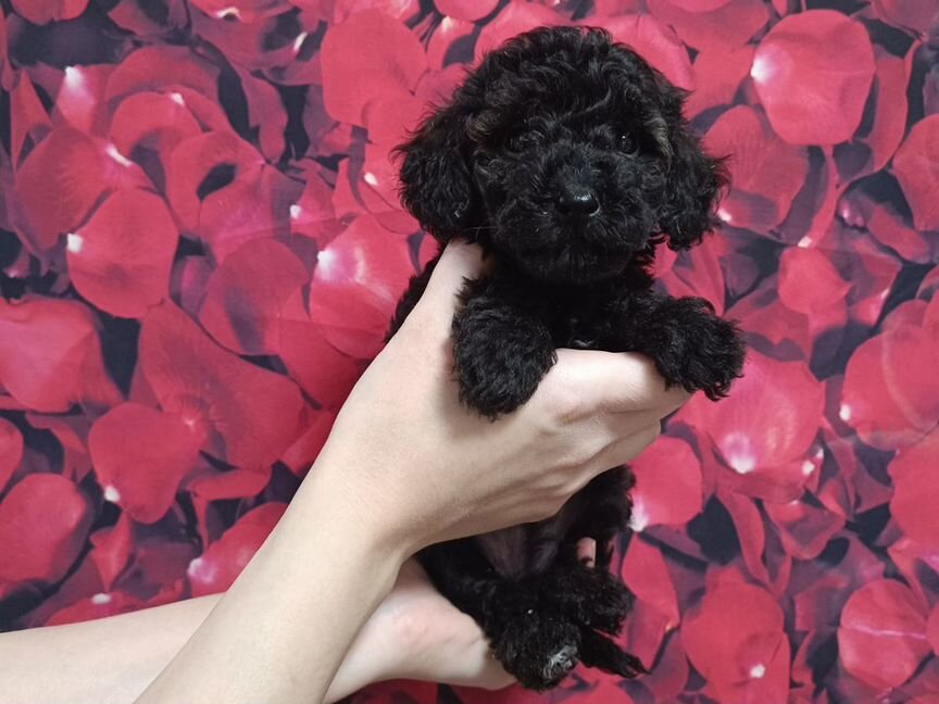 Мальтипу F1 мини крошка