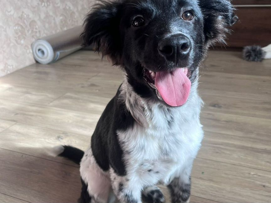 Отдам в добрые руки