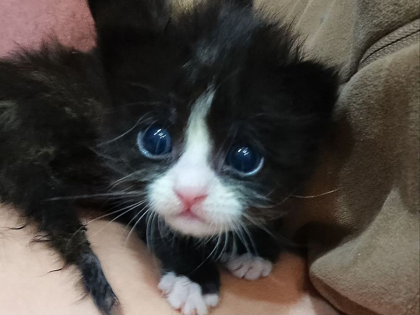 Котята в добрые руки мальчик