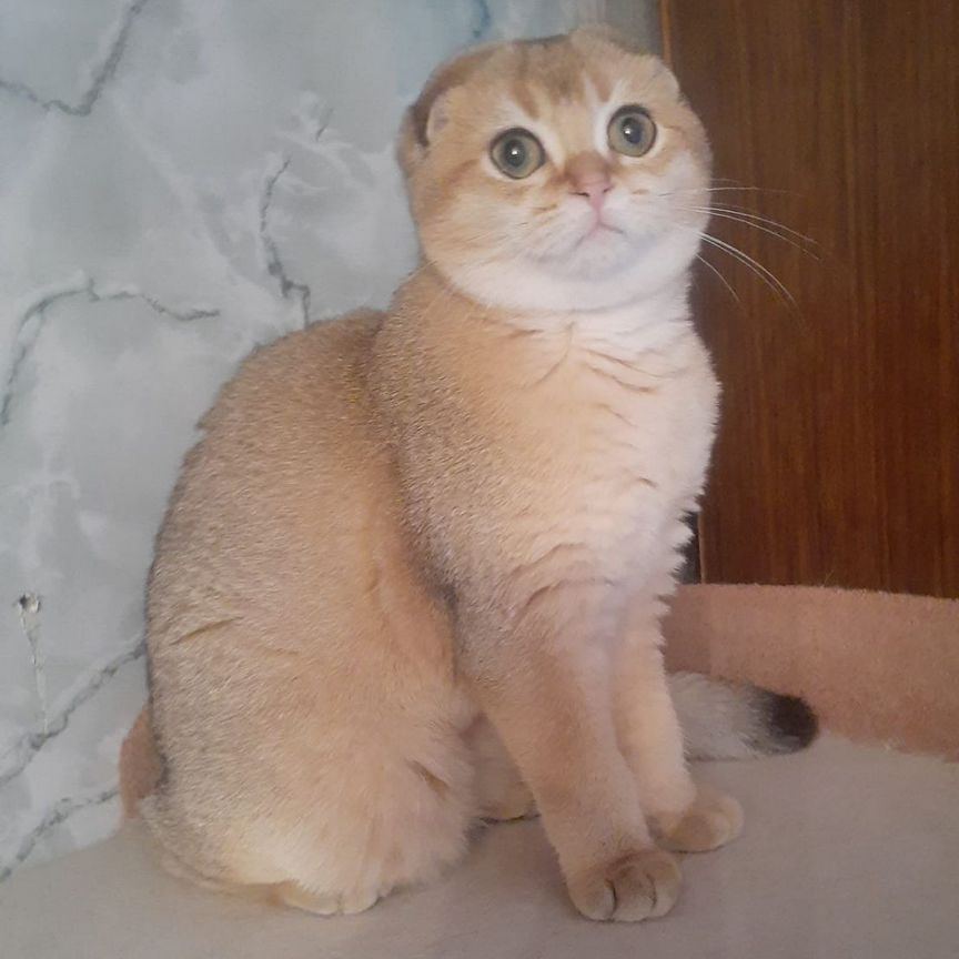 Шотландский вислоухий короткошёрстный котёнок