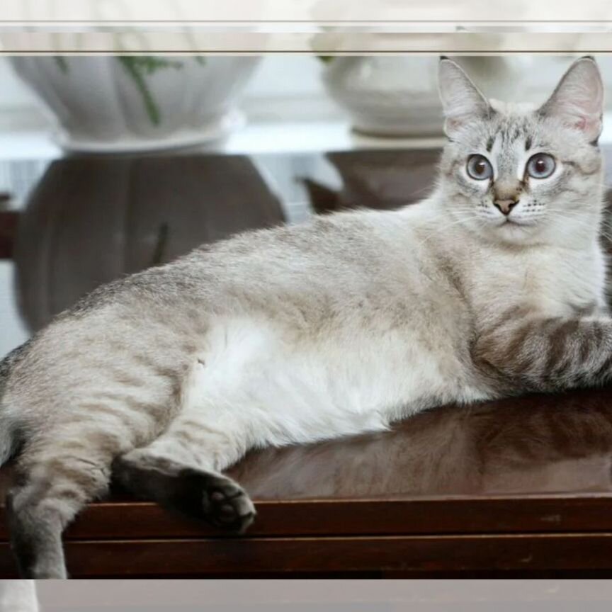 Тайская кошка, взрослая