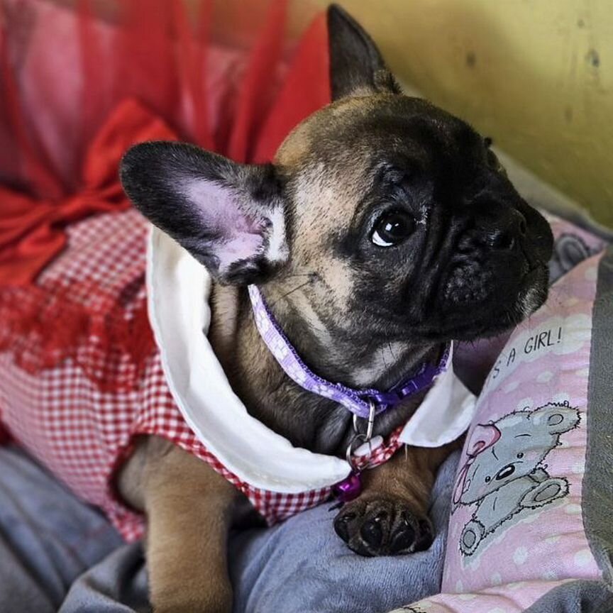 Французский бульдог, щенок