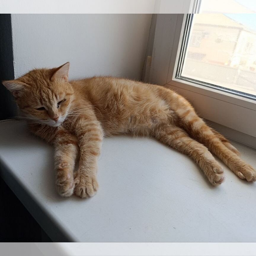 Кошка Маша в добрые руки