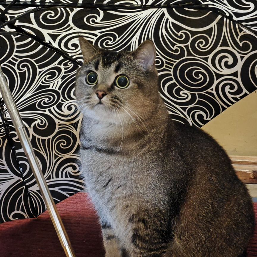 Шотландский кот