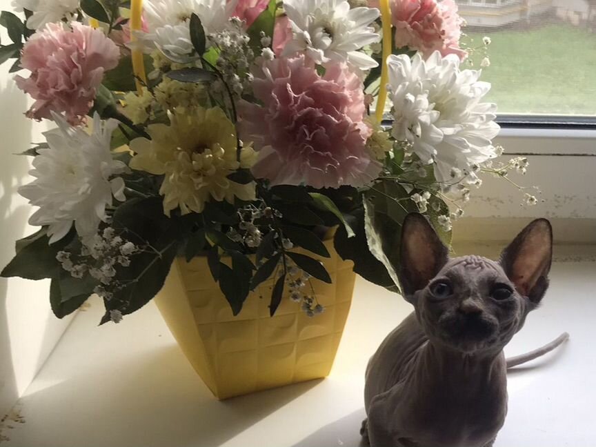 Канадский сфинкс бесплатно