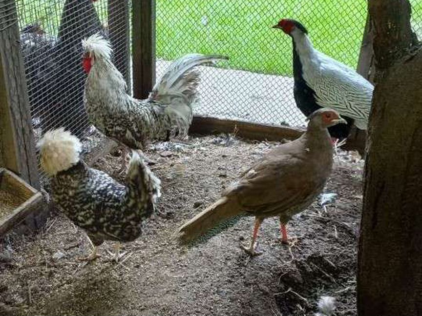 Декоративные фазаны и куры