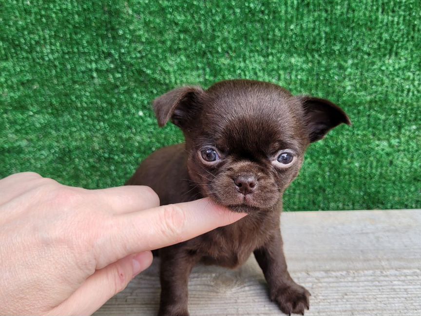 Чихуахуа мальчик 1,5мес