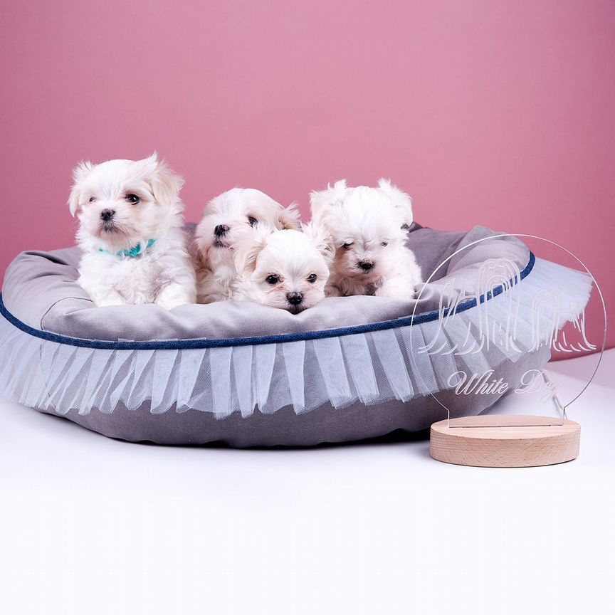 Лежанка для животных "Уютное Местечко"