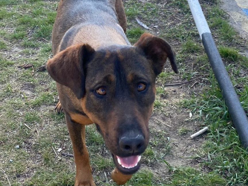 Потерялась собака