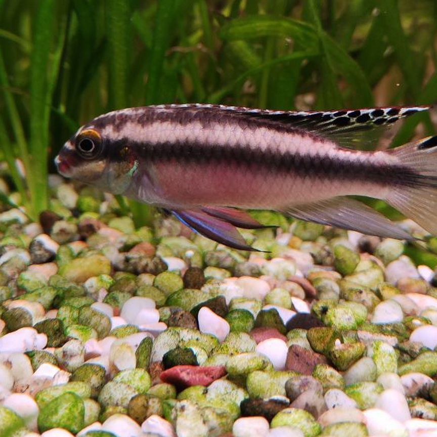 Аквариумная рыбка пельвикахромис